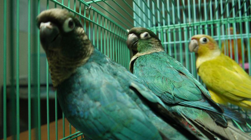 Mutation Greencheeks